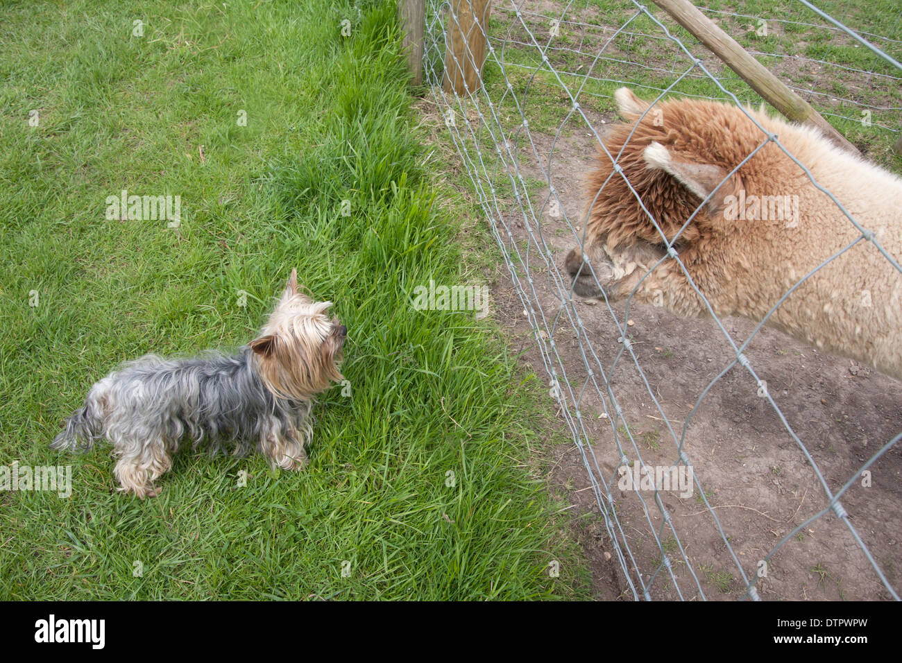 Dog yorkshire terrier field hi-res stock photography and images - Alamy