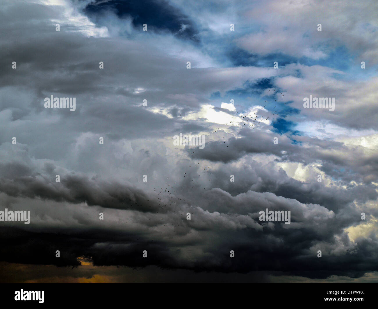 Chobe african hi-res stock photography and images - Alamy