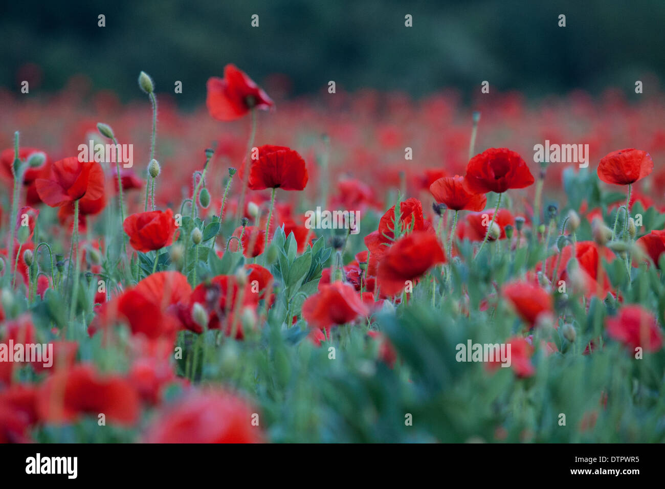 A field of red poppies Stock Photo - Alamy