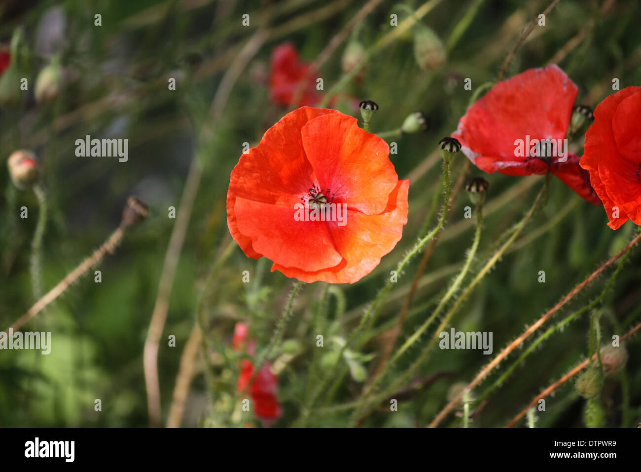 Poppy death hi-res stock photography and images - Alamy