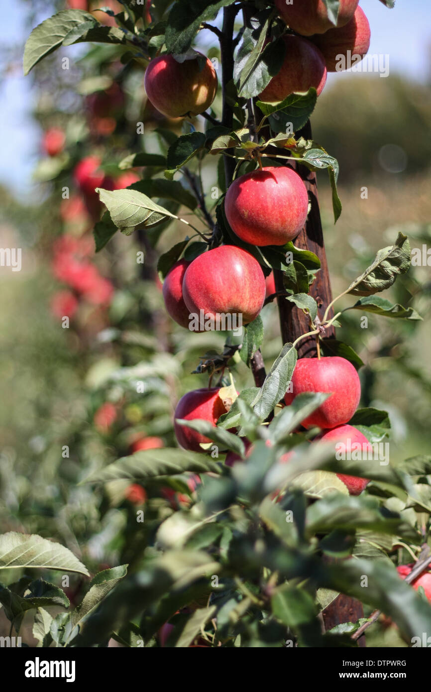 Some red apples on a Kent apple tree in Maidstone Stock Photo - Alamy