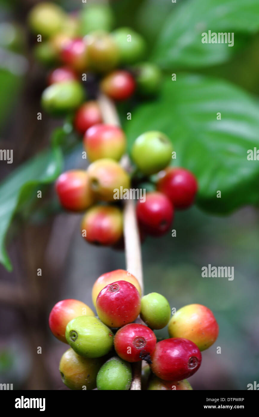 coffee grains in plant Stock Photo - Alamy