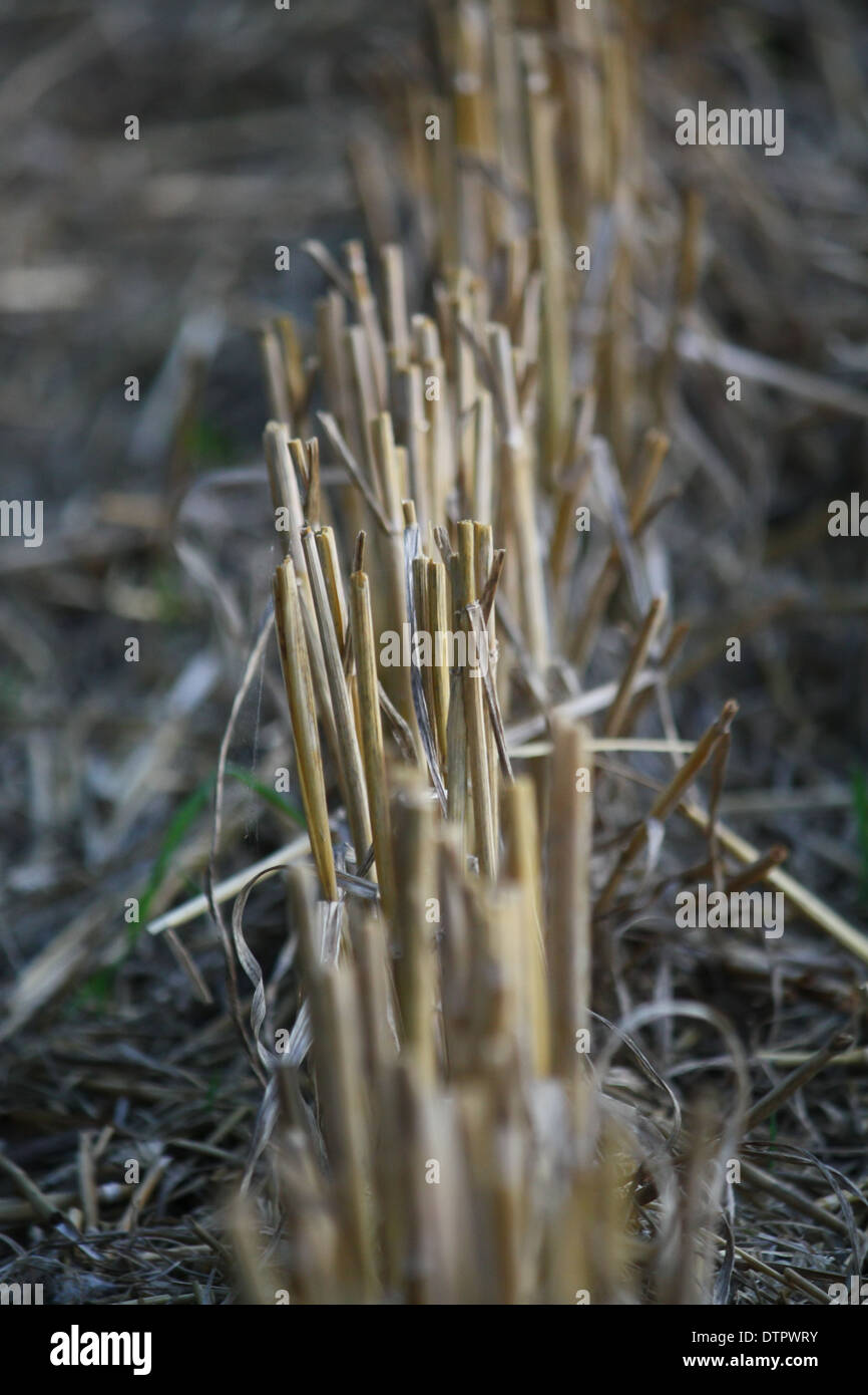 Crop stubble hi-res stock photography and images - Alamy