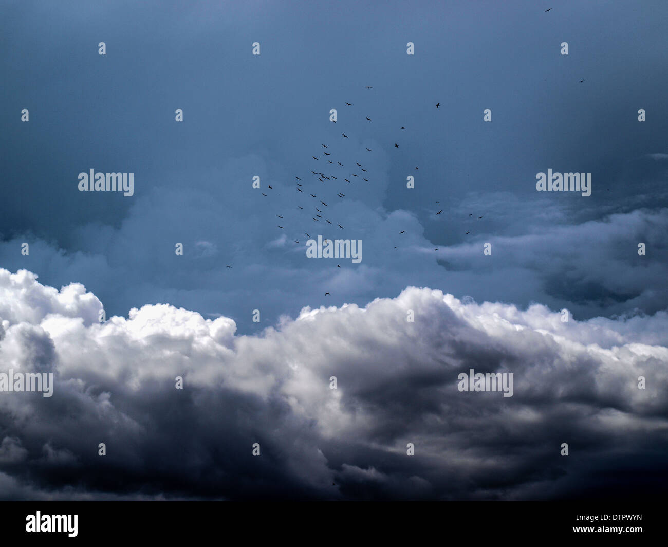 Dark African sky with birds flying Stock Photo - Alamy