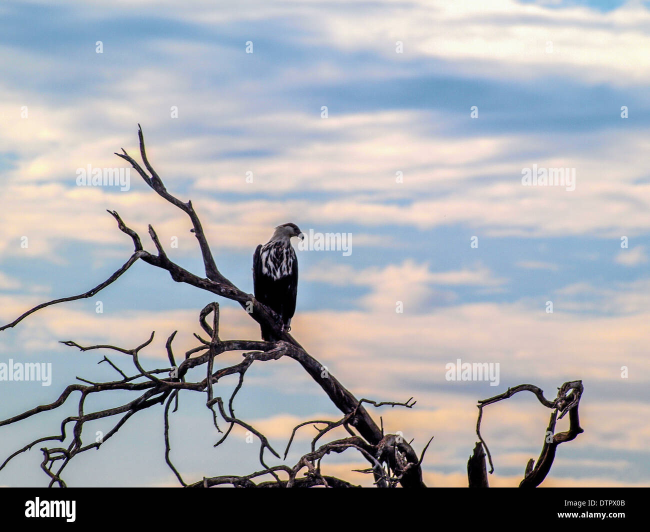 Eagle perched in dead tree branch Stock Photo - Alamy