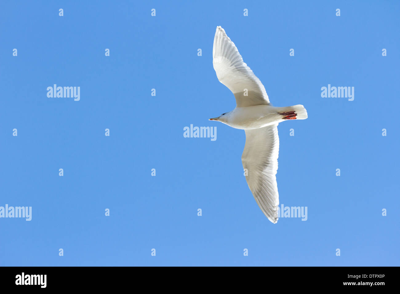 Glaucous winged Gull with blue sky Stock Photo - Alamy