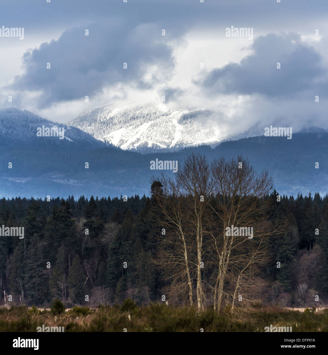snow mountain and tree, view from Iona Beach in Vancouver BC Canada ...