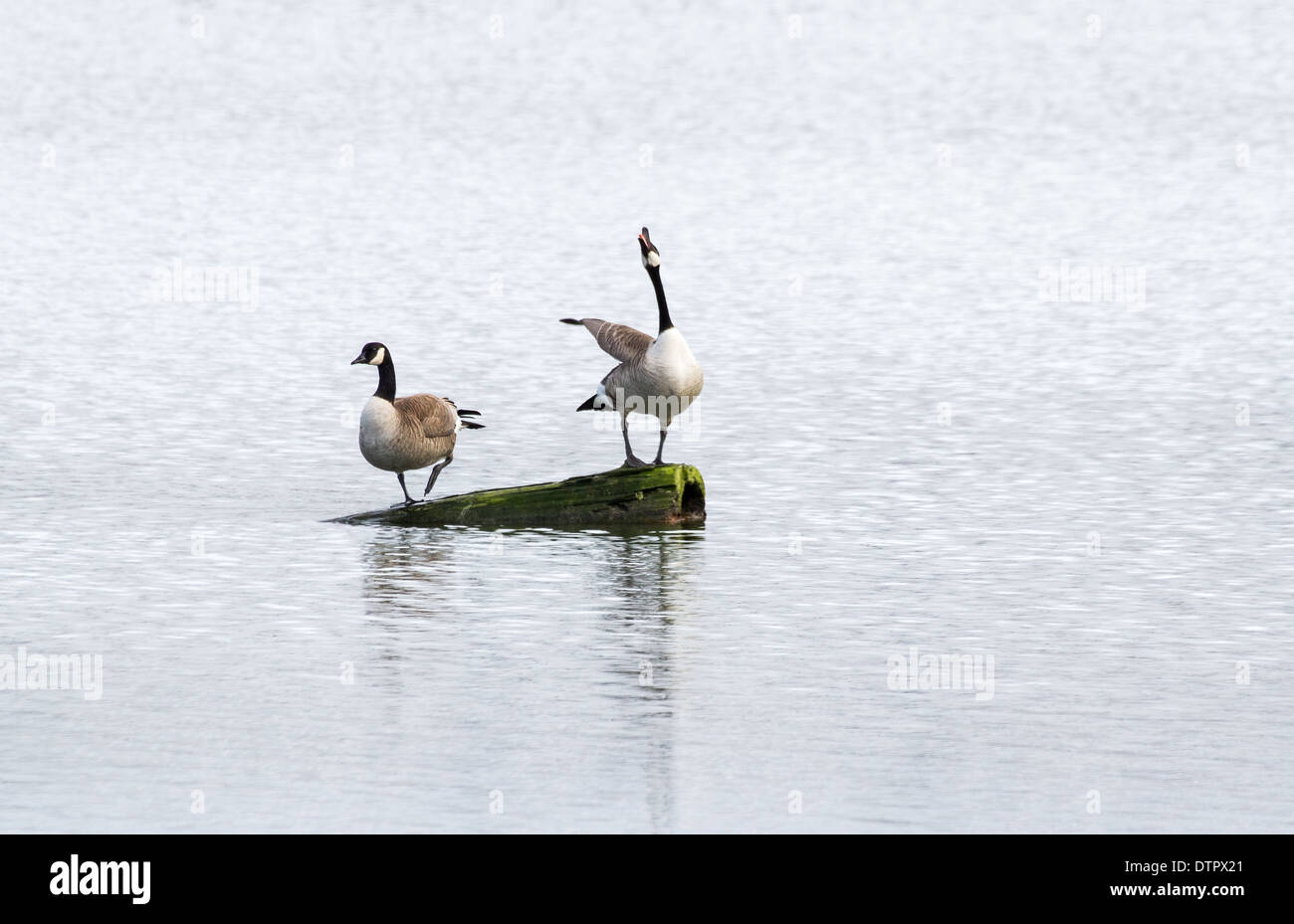Canada goose standing hi-res stock photography and images - Alamy