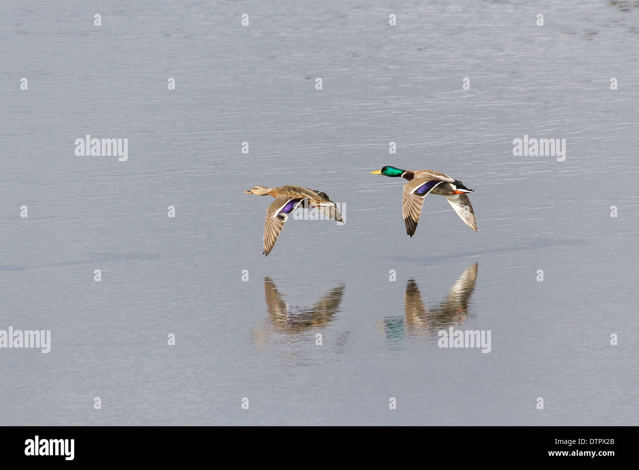 Male duck flying hi-res stock photography and images - Alamy