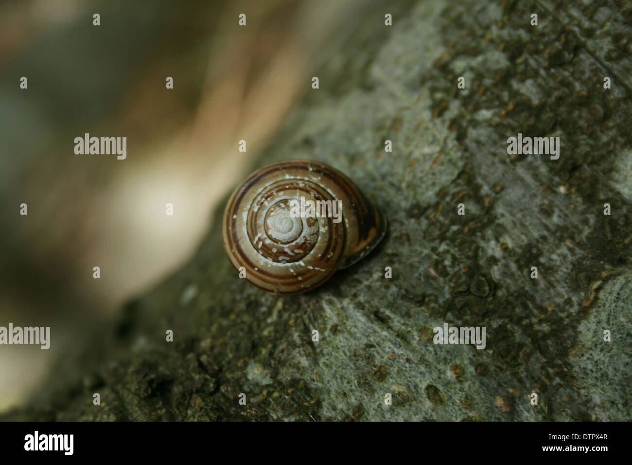 Snail on a tree Stock Photo - Alamy
