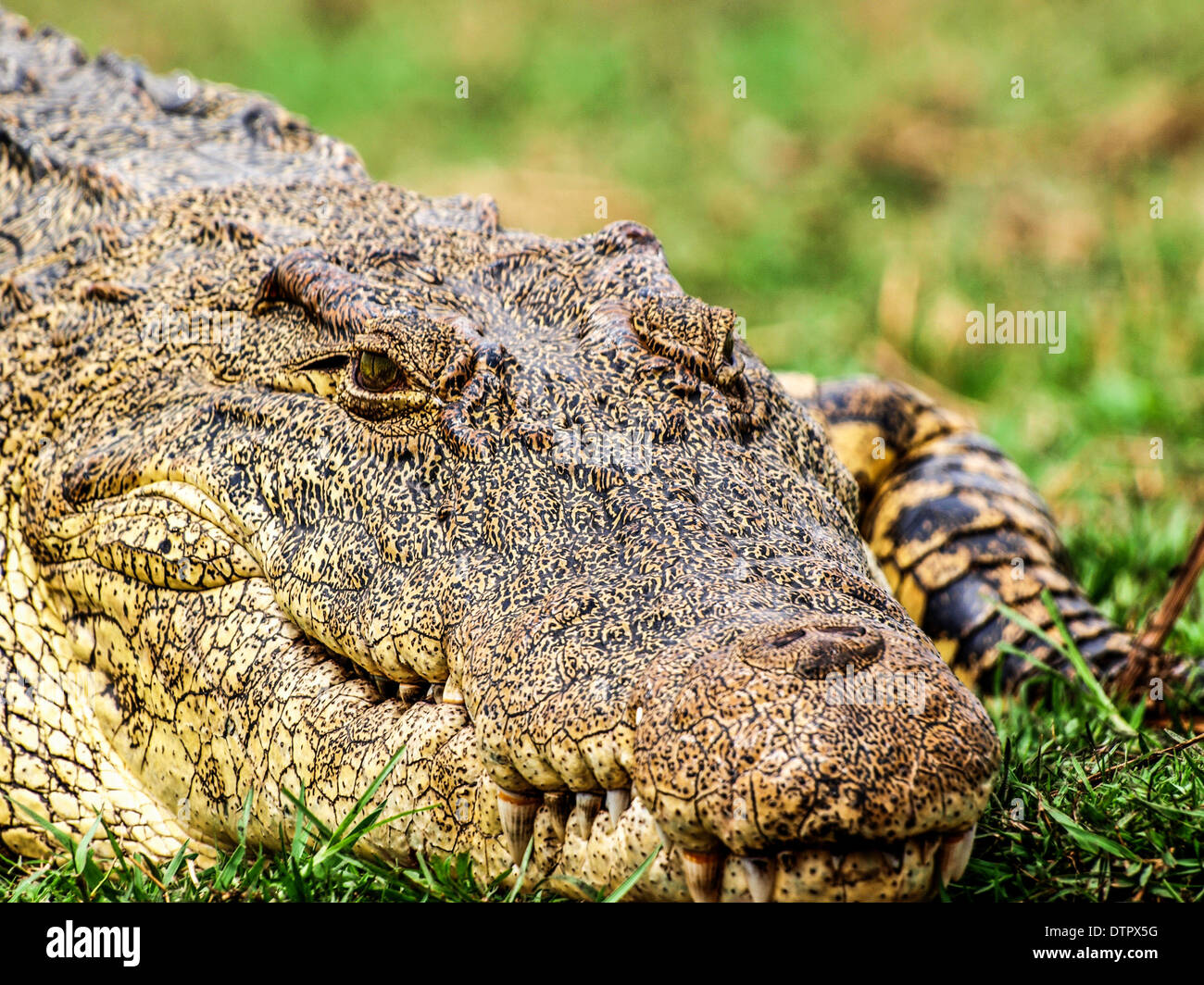 Crocodile head closeup frontal Stock Photo - Alamy
