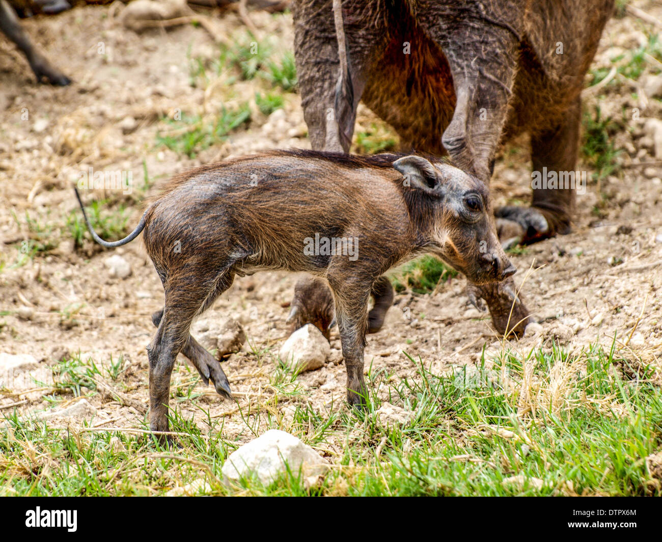 Line cub hi-res stock photography and images - Alamy