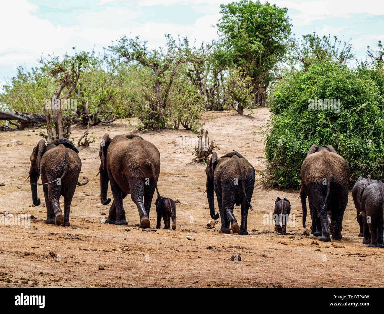 Elephant group walking away Stock Photo - Alamy