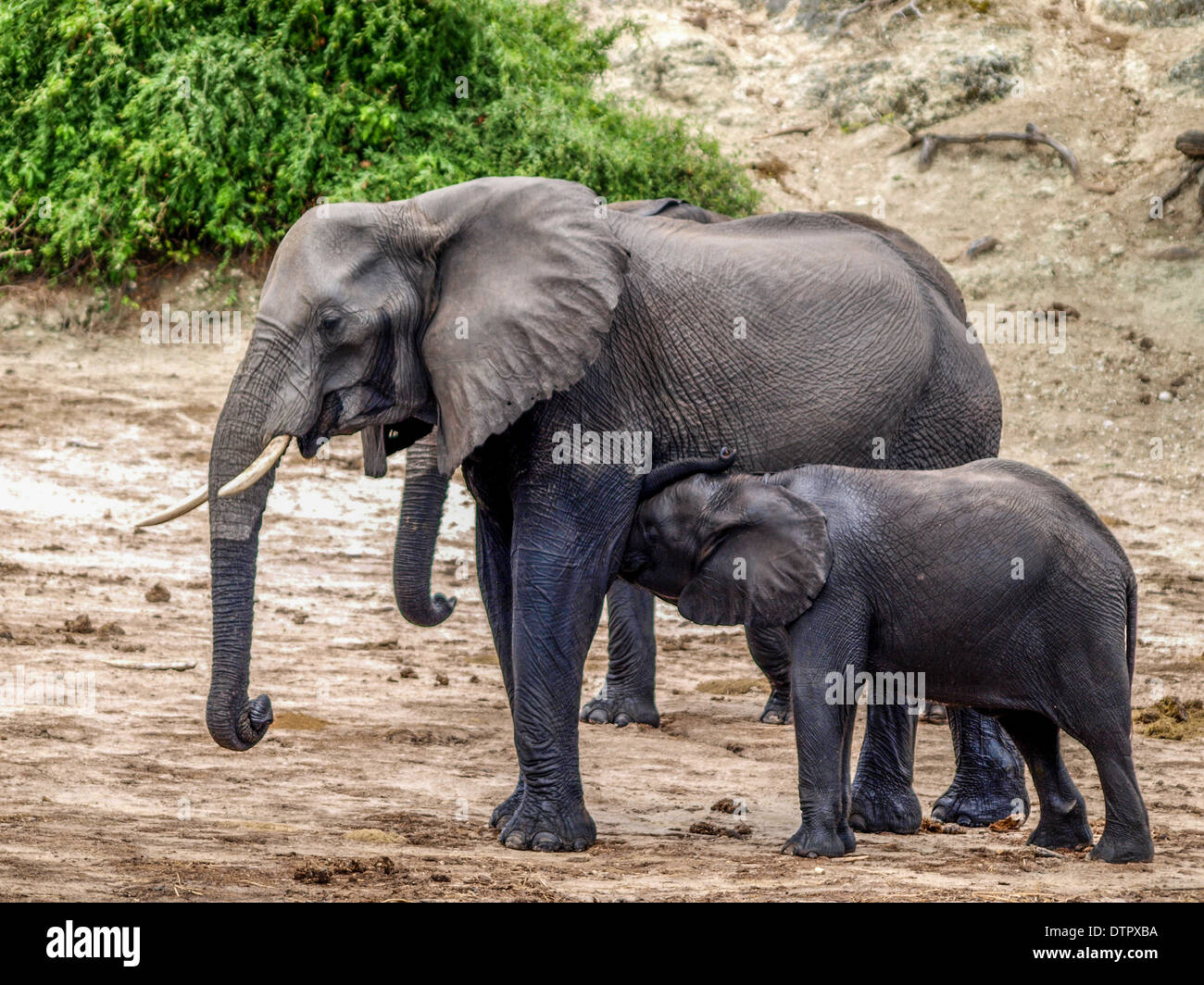 Elephant and its cub hi-res stock photography and images - Alamy