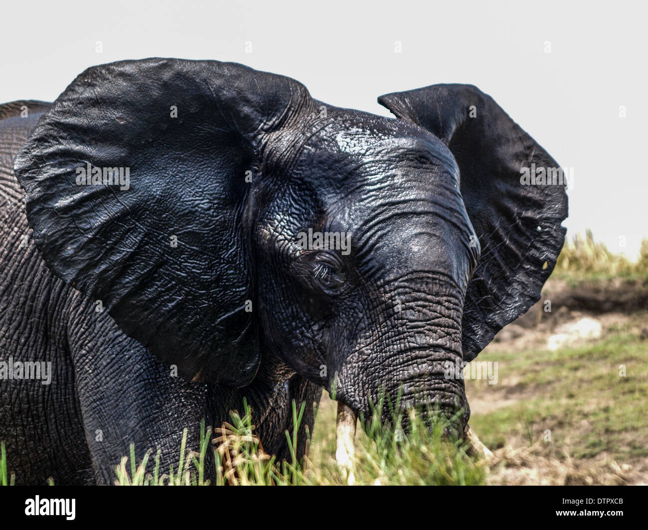 Elephant head closeup Stock Photo - Alamy