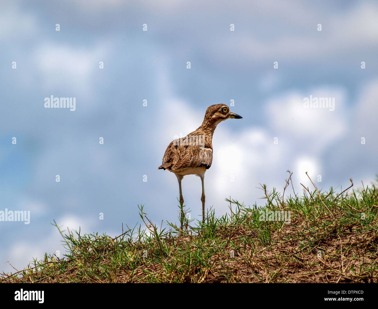 Water dikkop burhinus vermiculatus hi-res stock photography and images ...