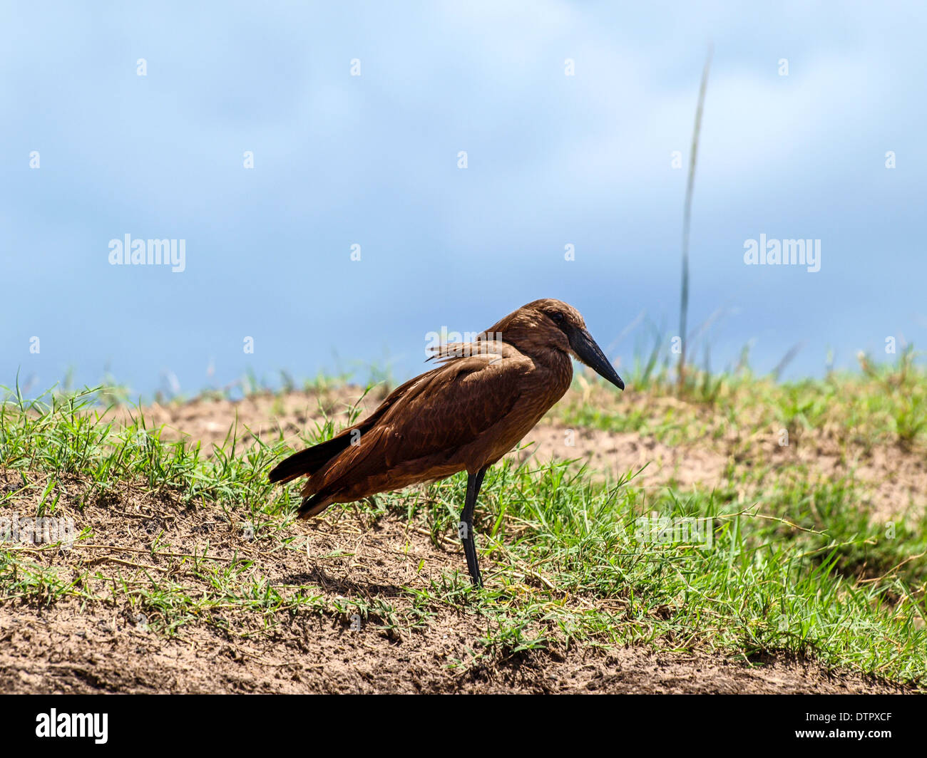 Hamerkop profile Stock Photo - Alamy