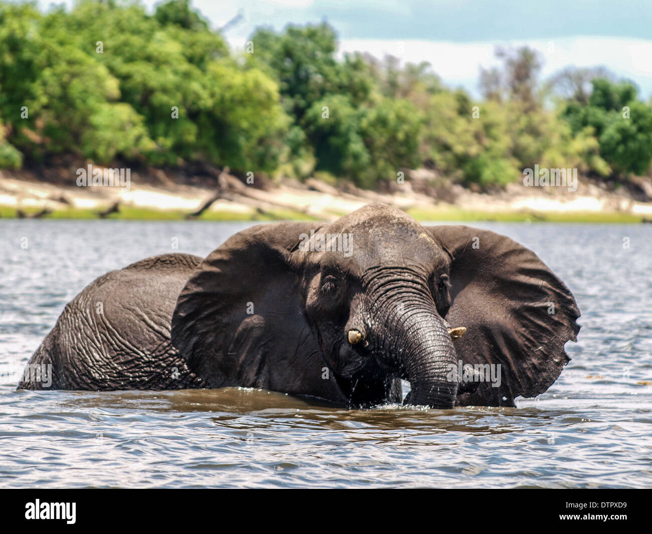 Sunrise elephant river crossing hi-res stock photography and images - Alamy