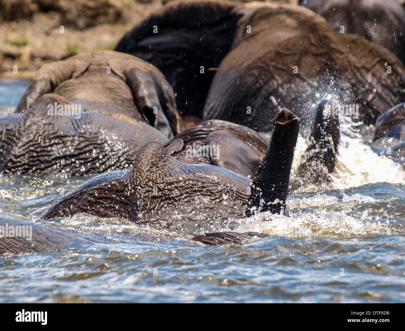 Elephant group with trunks up while crossing Chobe river Stock Photo ...