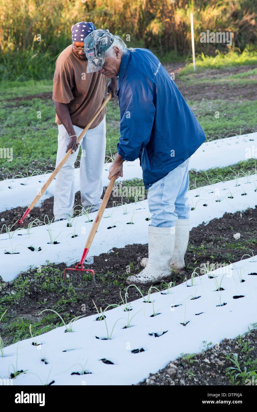 Organic farm near Miami which employs formerly homeless persons Stock ...