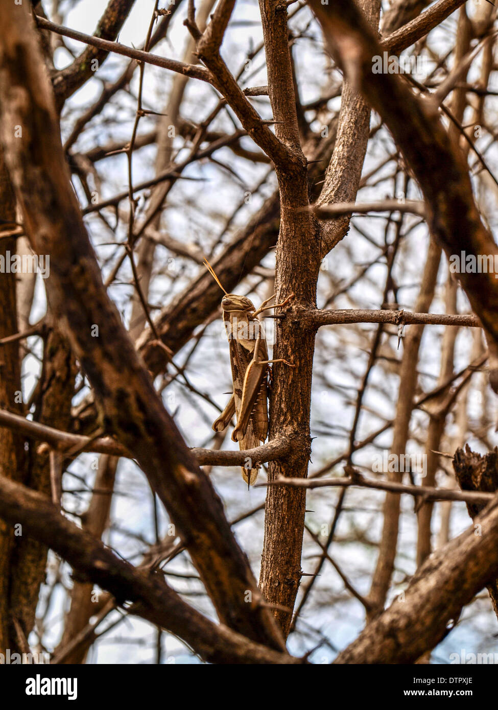 Brown grasshopper between tree branches Stock Photo - Alamy