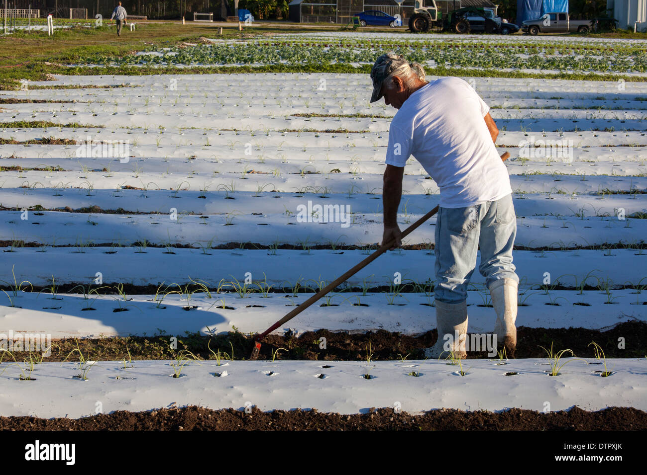 Organic farm near Miami which employs formerly homeless persons Stock ...