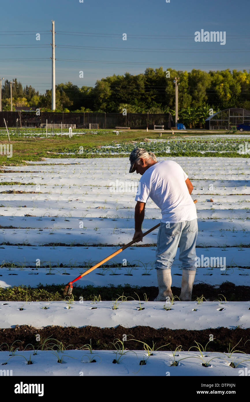 Organic farm near Miami which employs formerly homeless persons Stock ...