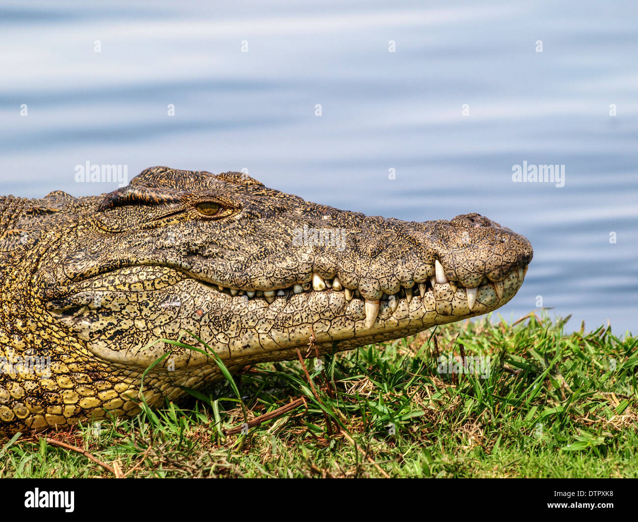 Crocodylus niloticus head hi-res stock photography and images - Alamy
