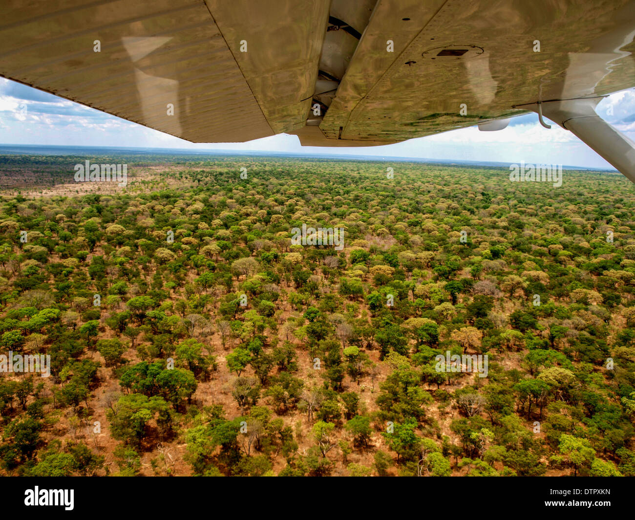 African tree african trees hi-res stock photography and images - Alamy