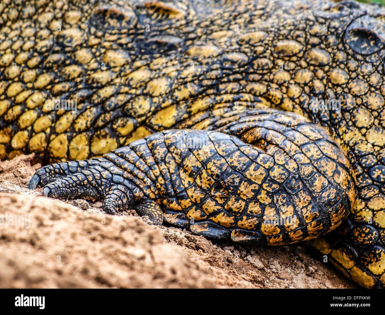 Crocodile botswana detail hi-res stock photography and images - Alamy