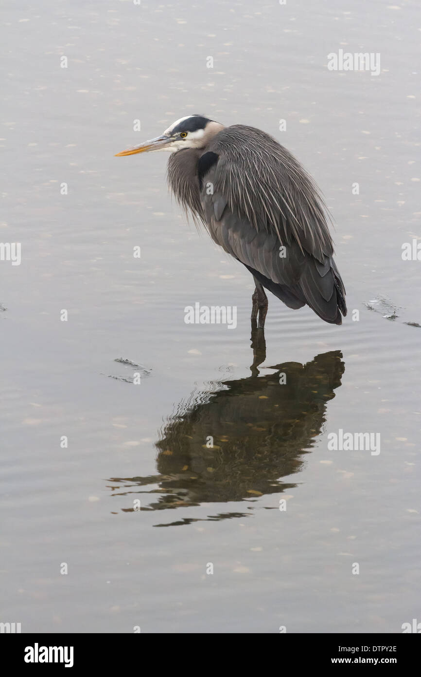 Canada heron hi-res stock photography and images - Alamy