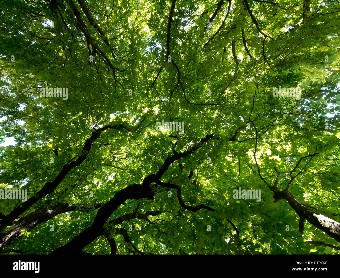 Looking up into beautiful green tree foliage Stock Photo - Alamy