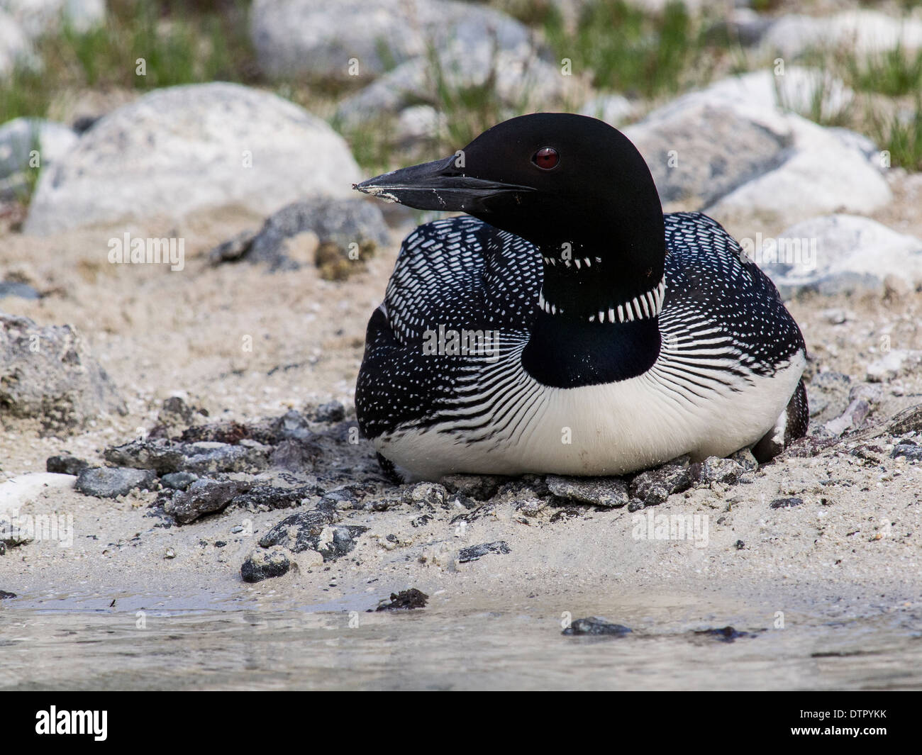 Common loon nesting on the shore of a lake Stock Photo - Alamy