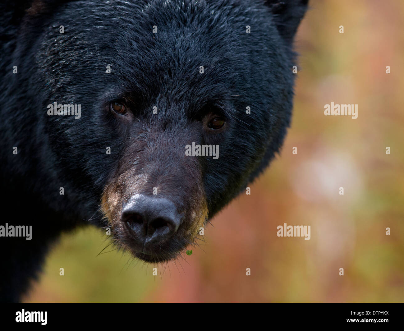 Black bear closeup face hi-res stock photography and images - Alamy