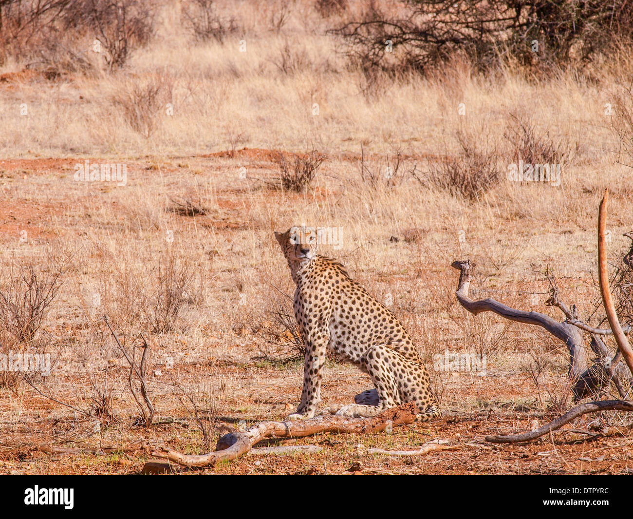 Cheetah brown hi-res stock photography and images - Alamy
