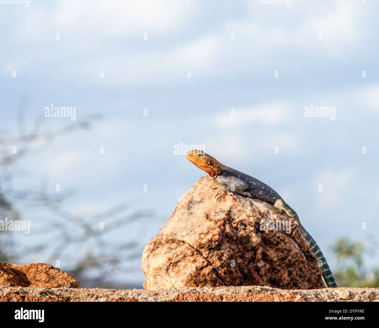Agama african rainbow lizard hi-res stock photography and images - Alamy