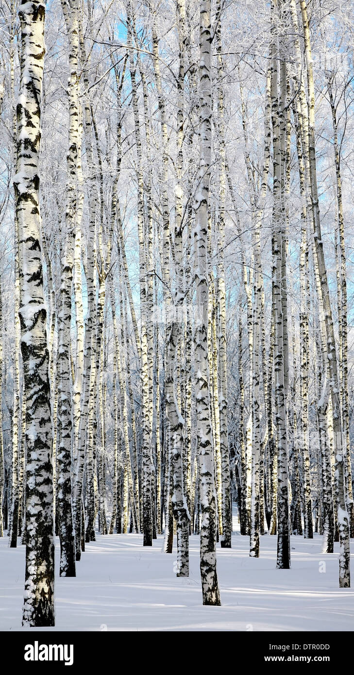 Birch wood hi-res stock photography and images - Alamy