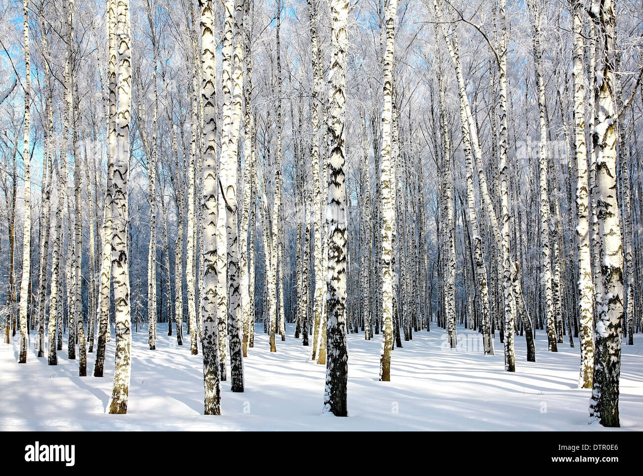 Winter birch wood in sunlight Stock Photo - Alamy