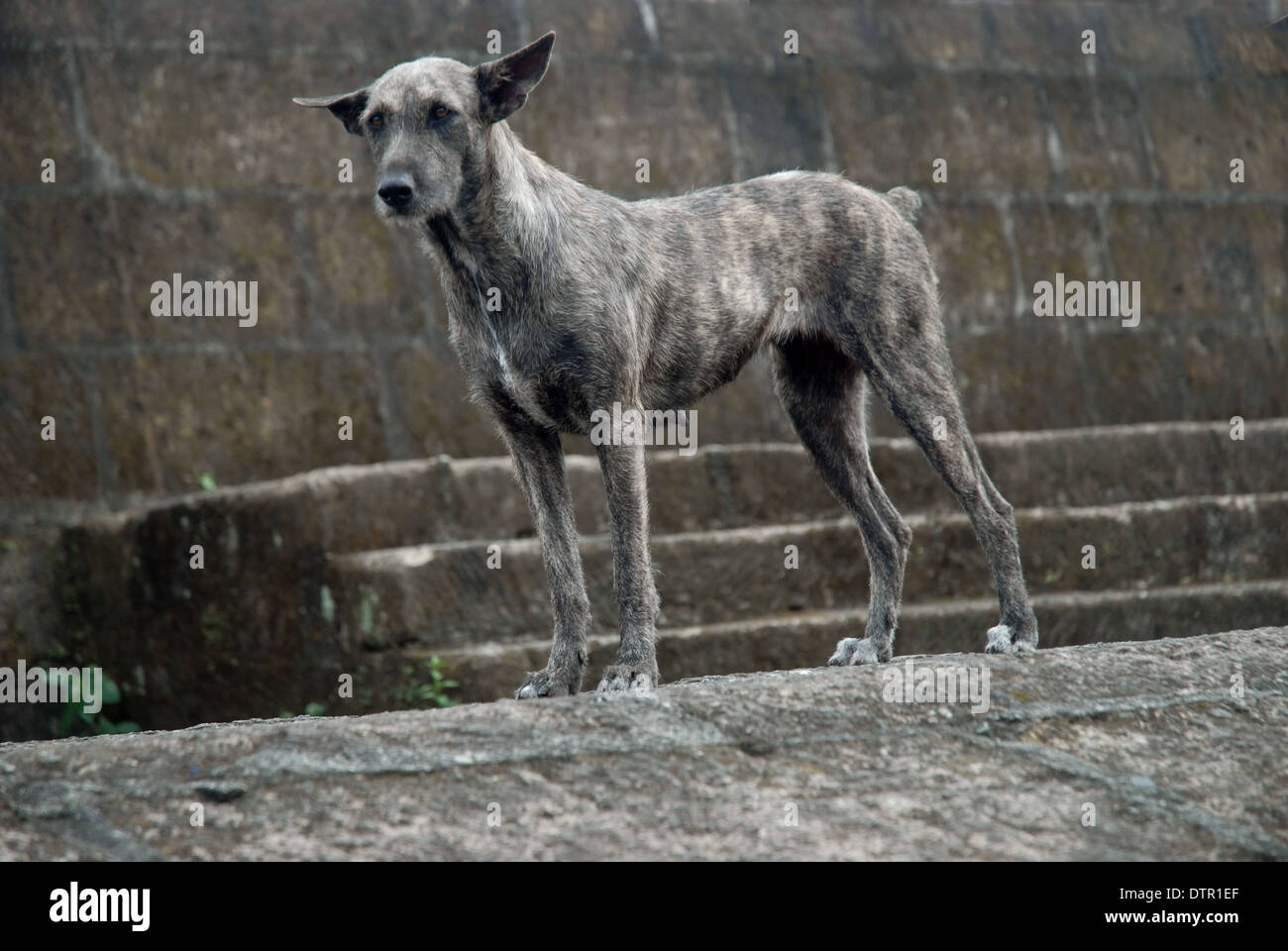 Stray Dog, Fort Santiago, Manila, Luzon, Philippines, Asia Stock Photo ...