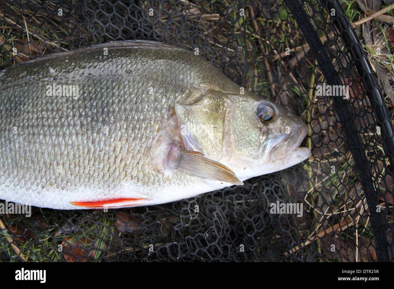 Large perch caught in commercial fishing lake Stock Photo - Alamy