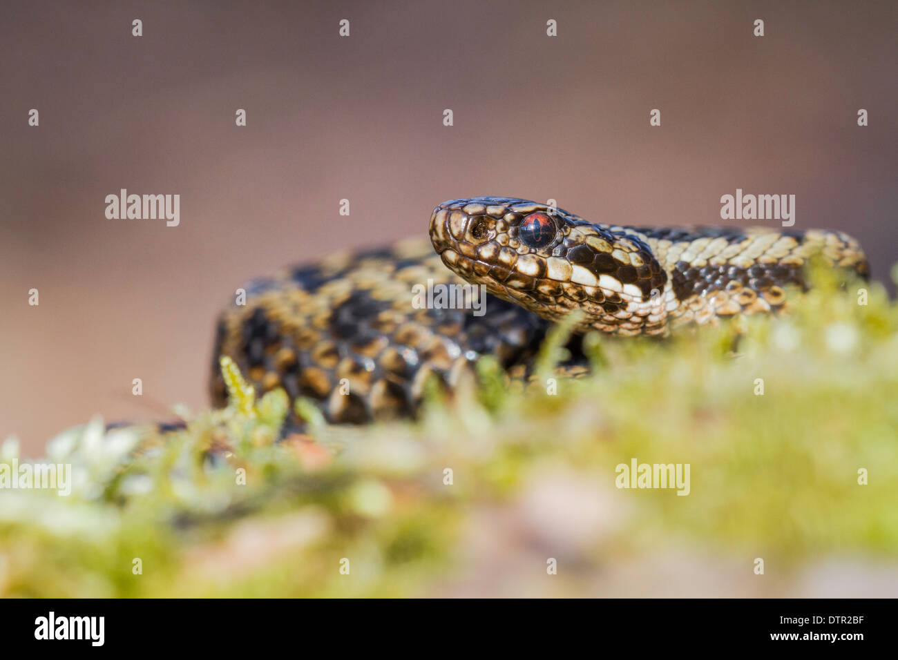 adder basking in the sun Stock Photo - Alamy
