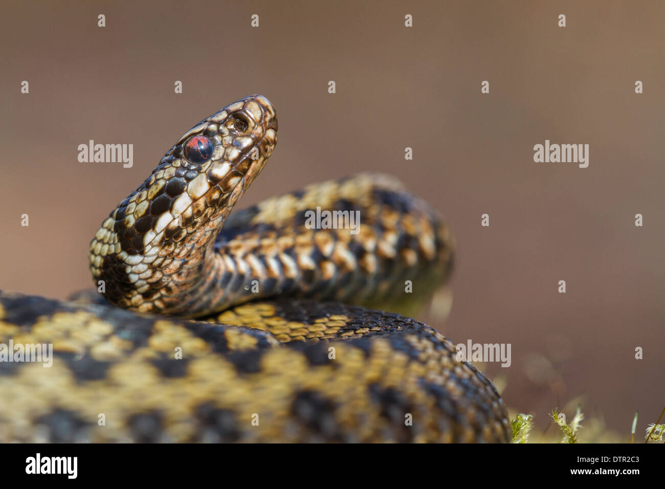 Adder eyes hi-res stock photography and images - Alamy