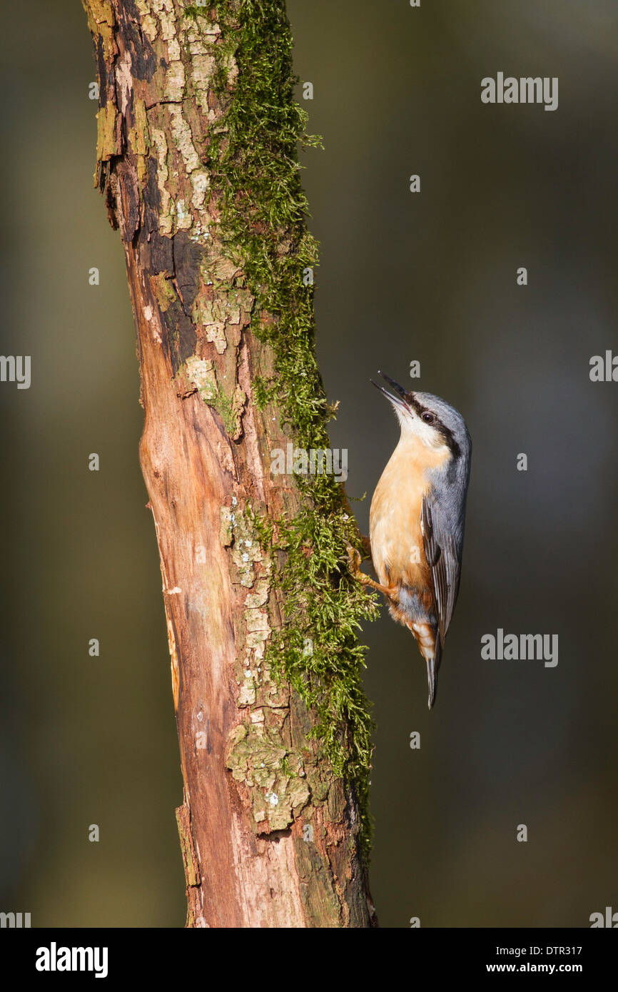 eurasian nuthatch sitta europaea in a small wood Stock Photo - Alamy