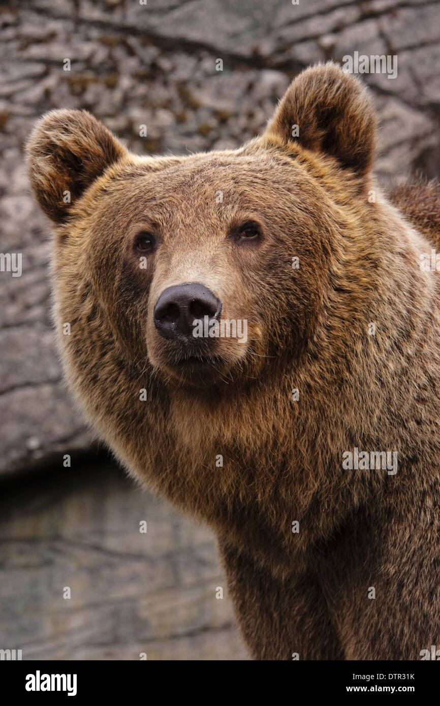 Brown bear head hi-res stock photography and images - Alamy