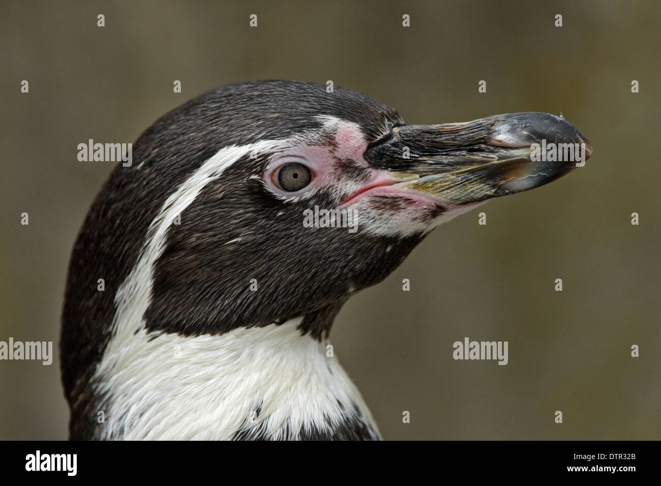 Penguin head hi-res stock photography and images - Alamy