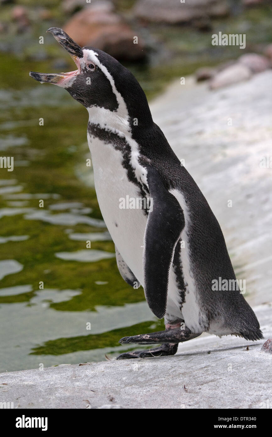 Screaming penguin hi-res stock photography and images - Alamy