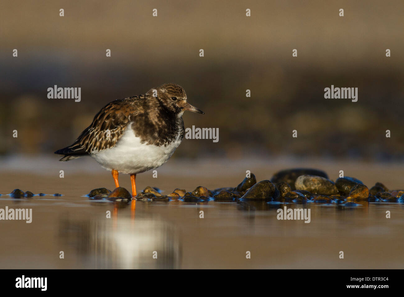 Tapered beak hi-res stock photography and images - Alamy
