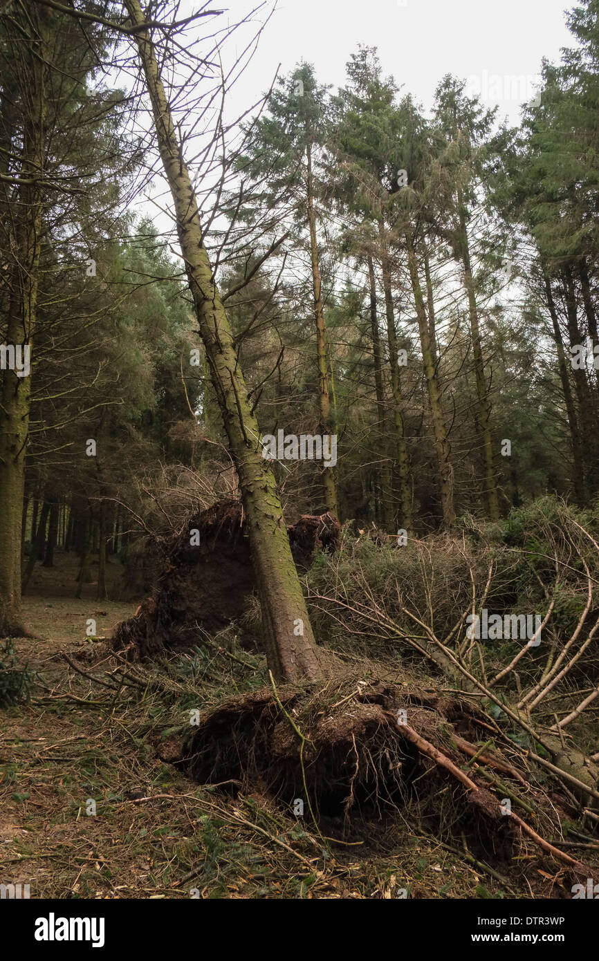 Fallen trees hi-res stock photography and images - Alamy
