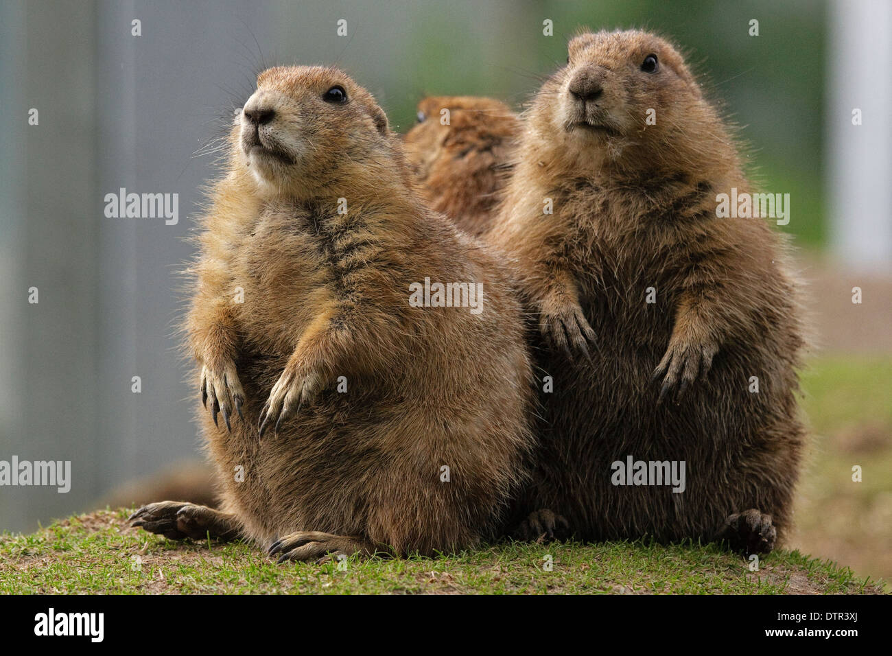 Three prairie dogs hi-res stock photography and images - Alamy