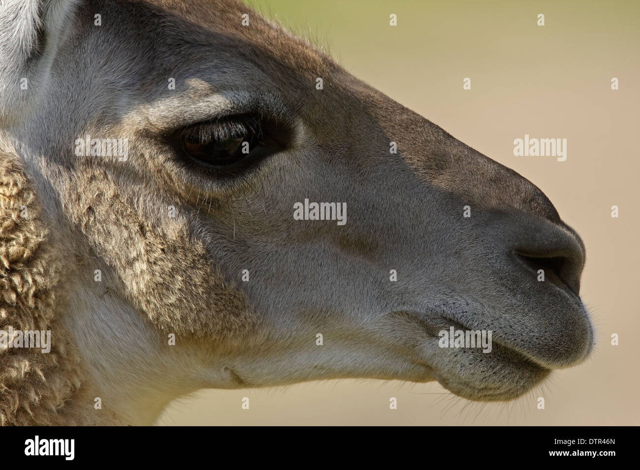 Lama head hi-res stock photography and images - Alamy